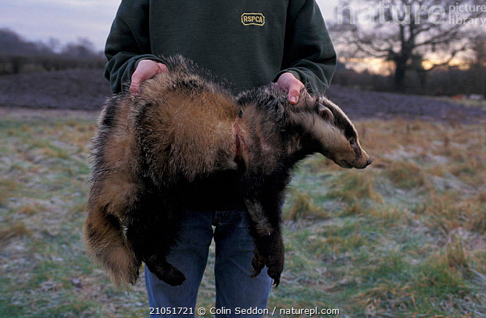 Stock photo of Dead Badger caught in snare {Meles meles} UK. 1999 ...