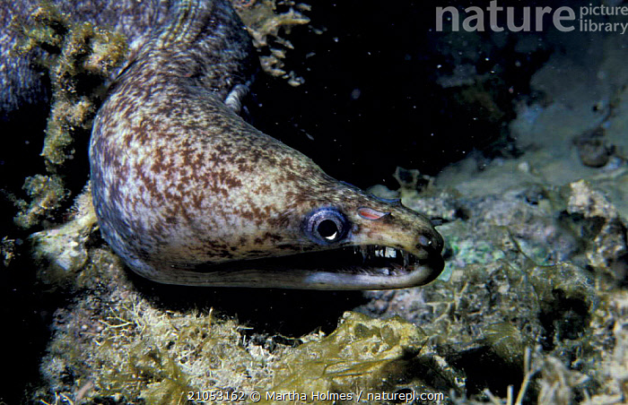 Stock photo of Viper eel {Enchelycore nigricans} hunting at night ...