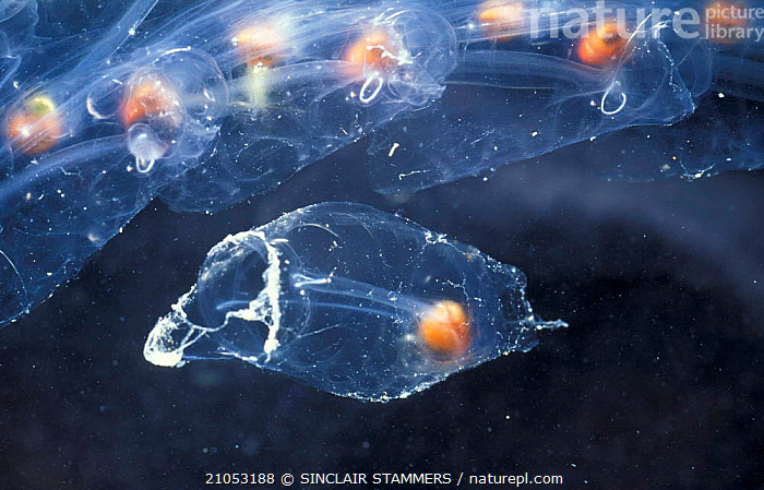 Stock photo of Tunicate {Salpa maxima}. Available for sale on www ...