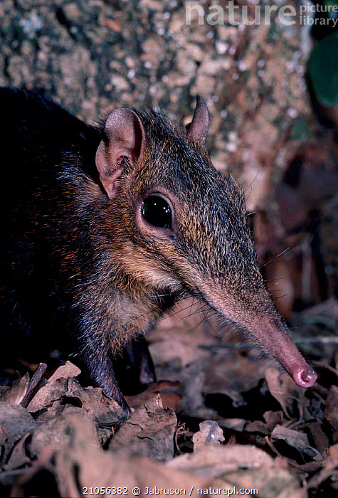 Stock photo of Giant elephant shrew {Rhynchocyon cirnei stuhlmanni ...