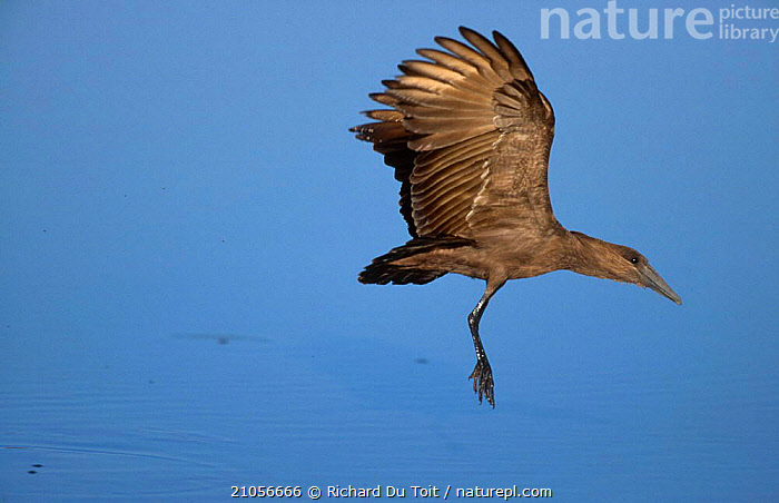 Stock photo of Hammerhead stork landing (Scopus umbretta) Moremi WR ...