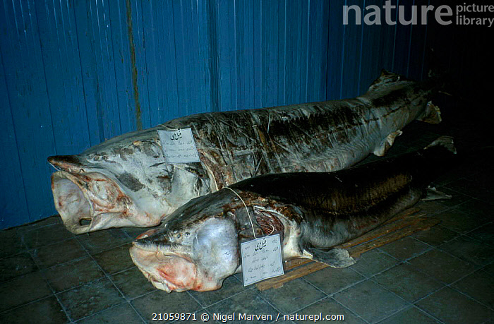 Stock photo of Common atlantic sturgeon for sale for caviar {Acipenser ...