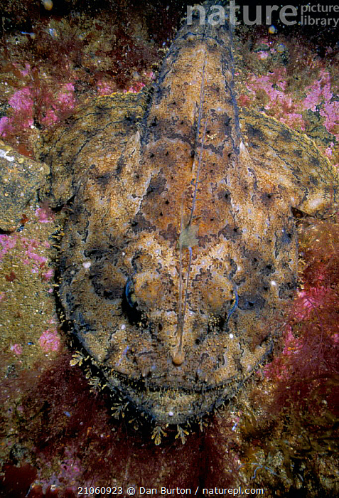 Stock photo of Allmouth / Anglerfish / Monkfish {Lophius piscatorius} U ...