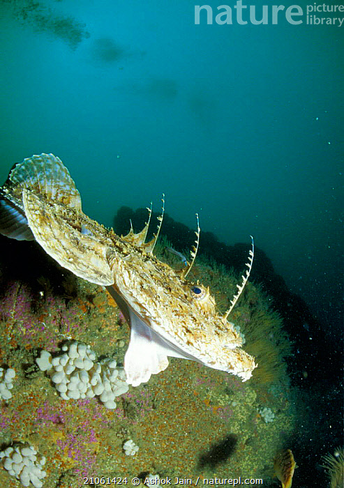 Stock photo of Allmouth / Anglerfish / Monkfish {Lophius piscatorius} U ...