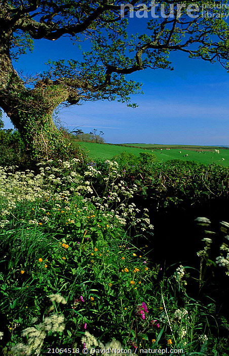 Stock photo of Ancient hedgerow and wild flowers. Devon UK. Available ...