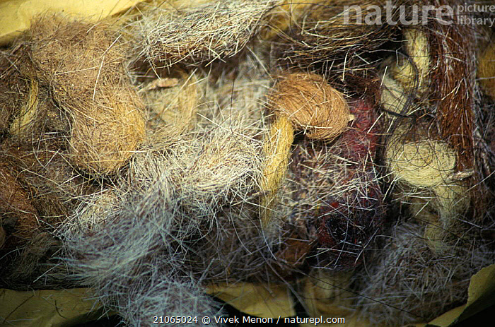 Stock photo of Fur from Tibetan antelope, used for Shatoosh / Pashmina ...