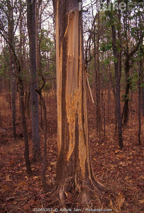 Stock photo of Teak tree debarked by Wild gaur {Bos gaurus} India ...