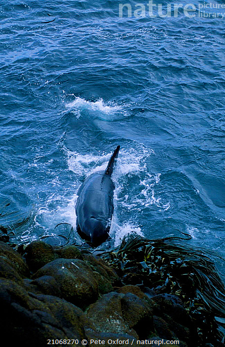 Stock photo of Aerial view of Killer whale hunting along coast {Orcinus ...