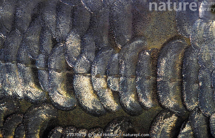 Stock photo of Carp {Cyprinus carpio} close-up of scales. Available for ...