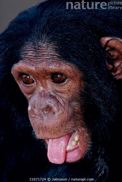 Chimp Sticking Out Tongue 66 Monkey Sticking Out Tongue Stock Videos,
