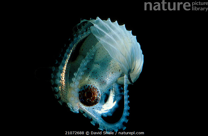 Stock photo of Paper argonaut {Argonauta sp} Gulf of Mexico deepsea ...