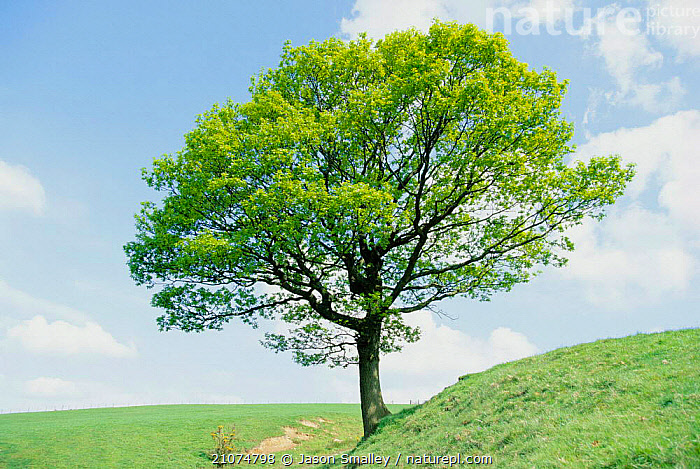 Stock photo of Sessile oak tree {Quercus petraea}. Available for sale ...