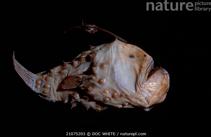 Stock photo of Football fish {Himantolophus groenlandicus} Deepsea fish ...