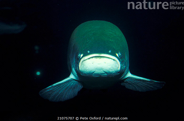 Stock photo of Giant arapaima {Arapaima gigas} the largest freshwater ...