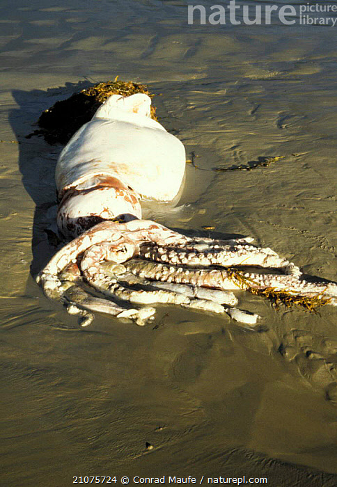 Stock photo of Giant squid washed up on beach {Architeuthis sp ...