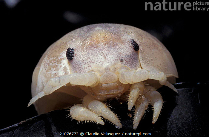 Stock photo of Isopod {Tylos granulotus} on kelp. South Africa ...