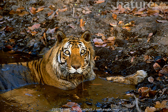 Stock photo of Male Bengal tiger Charger {Panthera t tigris} resting in ...