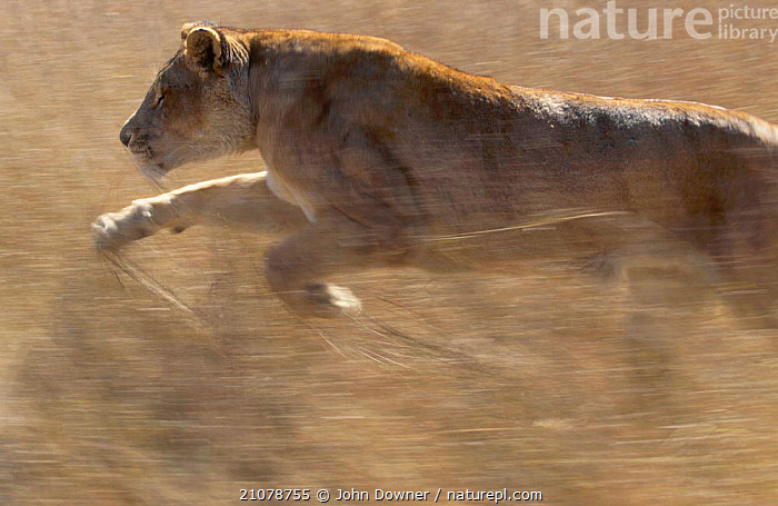 Stock photo of Lioness pouncing {Panthera leo} Africa. Available for ...