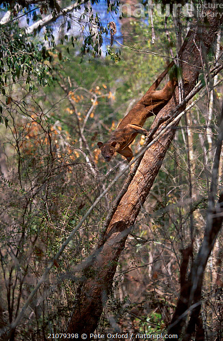 Stock photo of Male Fossa in tree {Cryptoprocta ferox} Western Dry ...