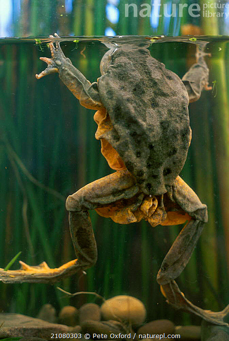 Stock photo of Giant Lake titicaca frog {Telmatobius culeus} captive ...