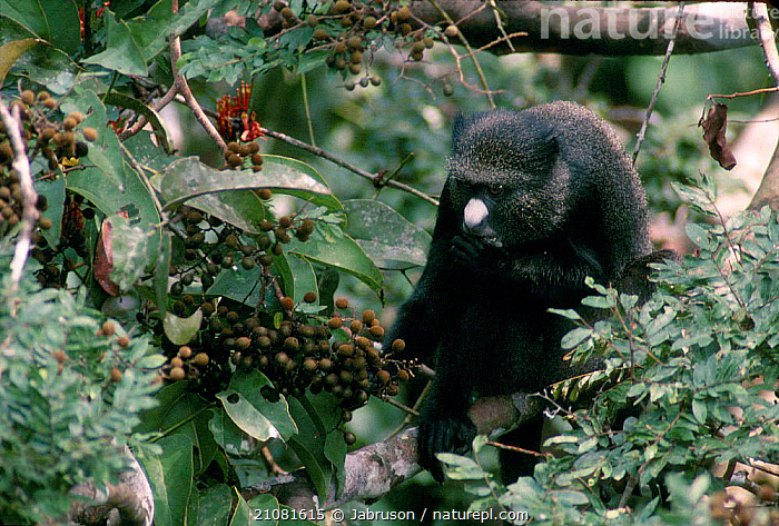 Stock photo of White nosed guenon feeding in tree {Cercopithecus ...