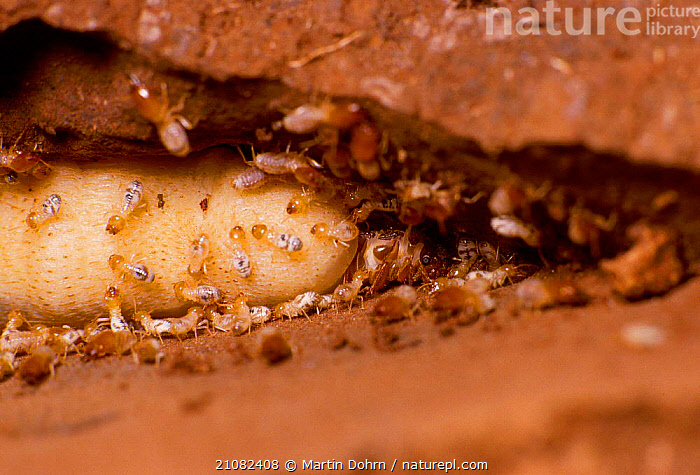 Stock photo of Queen termite being ted by workers {Isoptera}. Available ...