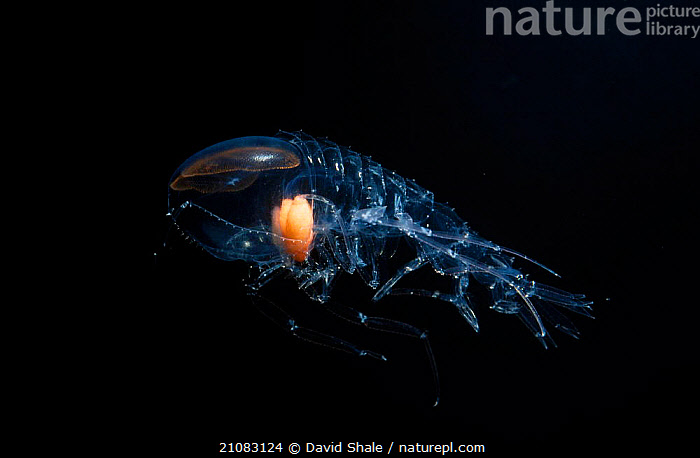 Stock photo of Deep sea amphipod with large eye {Cystisoma sp} Atlantic ...