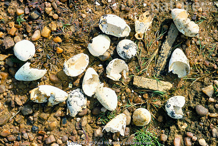 Stock photo of Razorbill eggs {Alca torda} eaten by Skua {Stercorarius ...