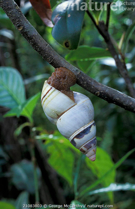 Stock photo of Florida tree snail {Liguus fasciatus} Florida Everglades ...