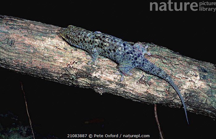 Stock photo of Fish tailed gecko {Geckolepis typica} Ankarana SR ...