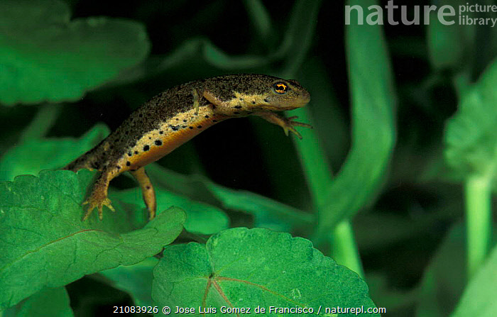 Stock photo of Female Bosca's newt underwater {Triturus boscai ...