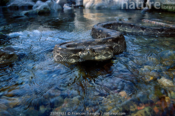 Stock photo of Boa constrictor in water {Constrictor constrictor ...