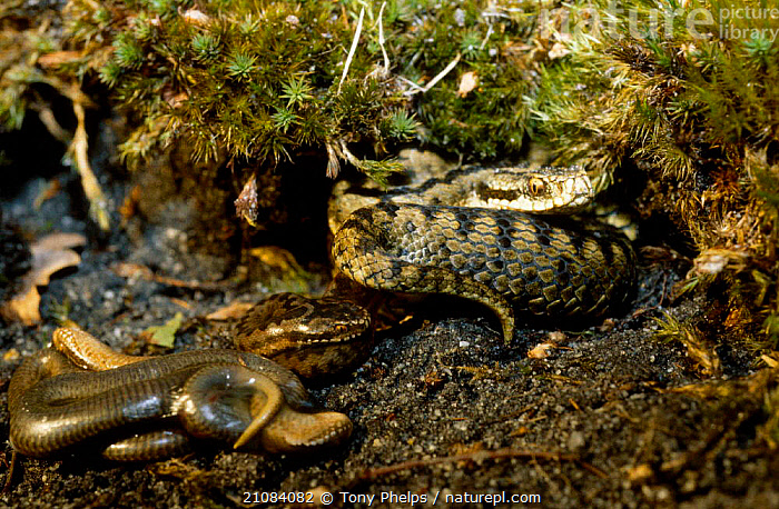 Stock Photo Of Adder Giving Birth Vipera Berus Dorset UK Available
