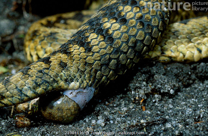 Stock photo of Adder giving birth {Vipera berus} Purbeck late summer ...