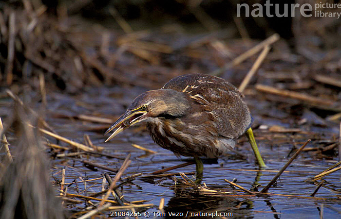 Stock photo of American bittern feeding on fish {Botaurus lentiginosUs ...