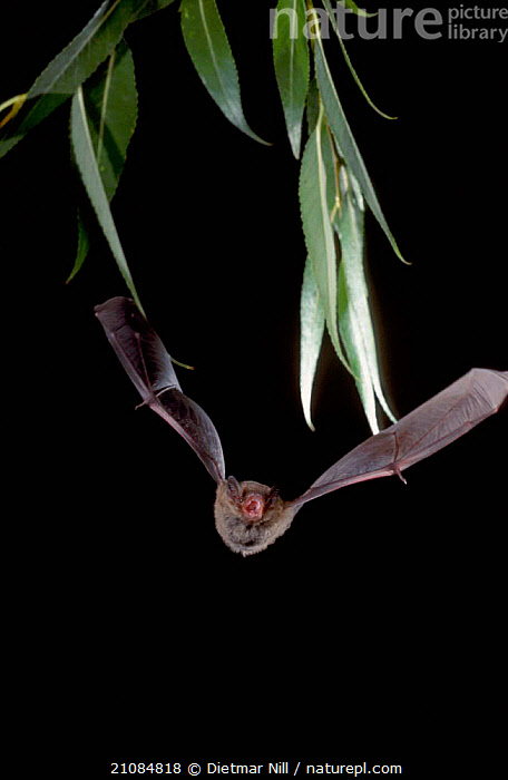 Stock photo of Soprano pipistrelle {Pipistrellus pipistrellus pygmaeus ...