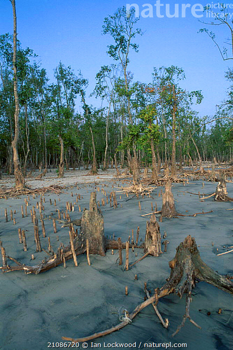Stock photo of Littoral mangrove forest in Sundarbans World Heritage ...