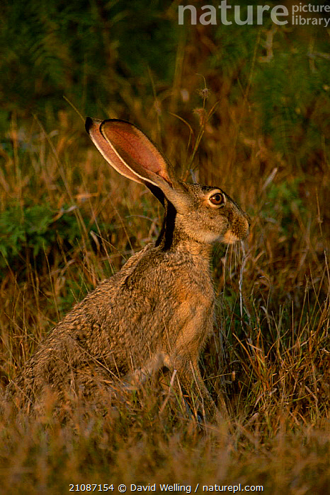 Stock photo of Black tailed jack rabbit {Lepus californicus} Texas USA ...