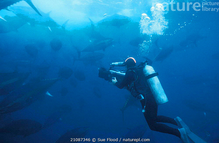 Stock photo of Peter Scoones filming captive Bluefin tuna {Thunnus ...