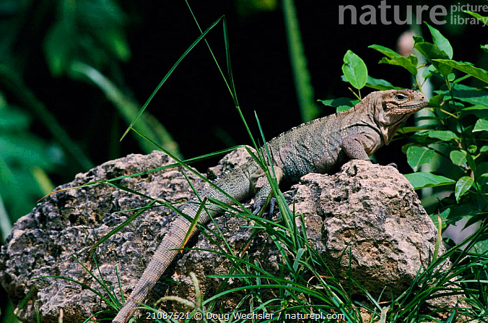 Stock photo of Female Banded rock iguana portrait {Cyclura ricordii ...