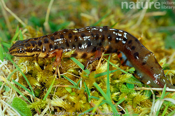 Stock photo of Male Smooth newt on land {Triturus vulgaris} England UK ...