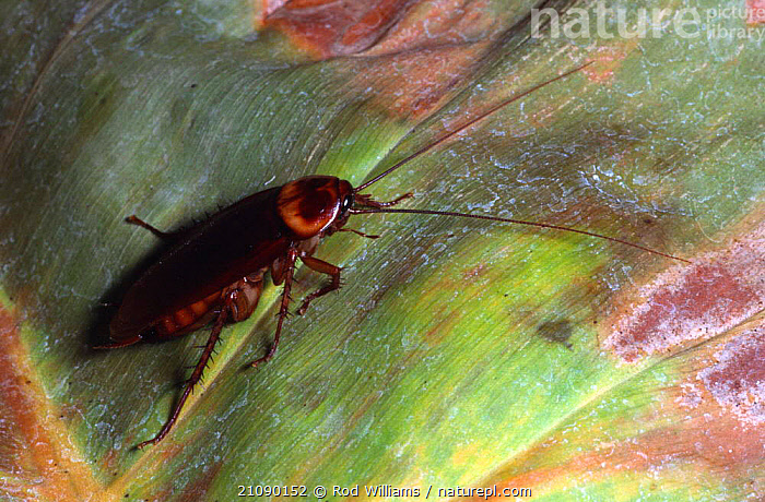 Stock photo of American cockroach {Periplaneta americana cosmopolitan ...