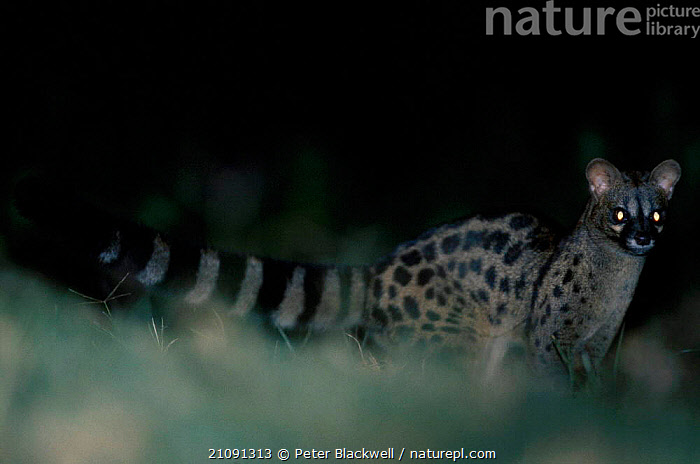 Stock photo of Large spotted genet {Genetta tigrina} Mt Kenya Kenya ...