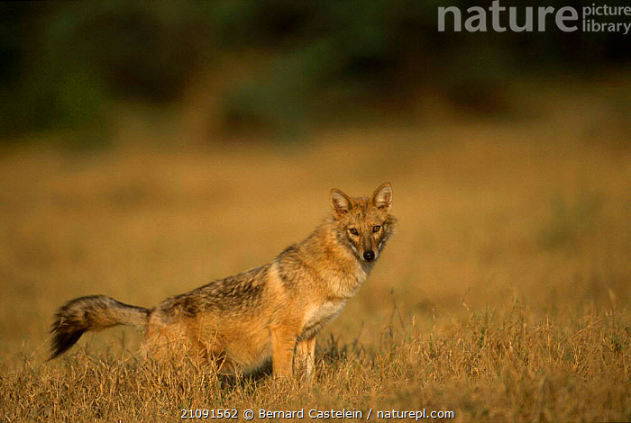 Stock photo of Golden jackal urinating {Canis aureus} Keoladeo Ghana NP ...