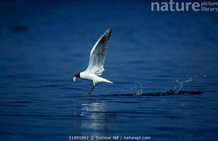Stock photo of Black headed gull fishing {Larus ridibundus} Sweden ...