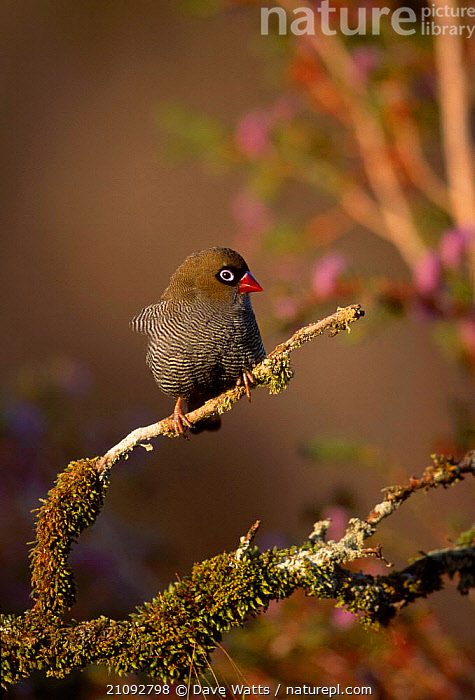 Stock photo of Beautiful firetail finch {Emblema bella} Australia ...