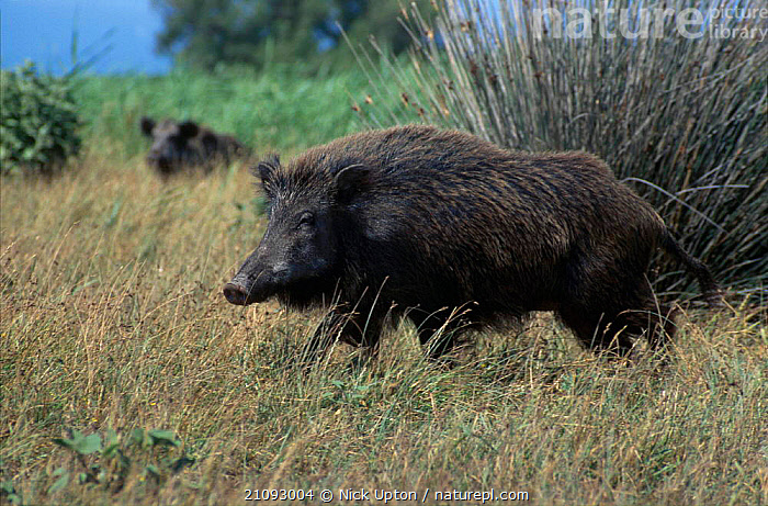 Stock photo of Wild boar {Sus scrofa} Italy. Available for sale on www ...