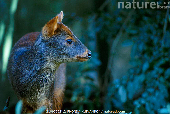 Stock photo of Southern pudu deer {Pudu pudu} captive from Southern ...