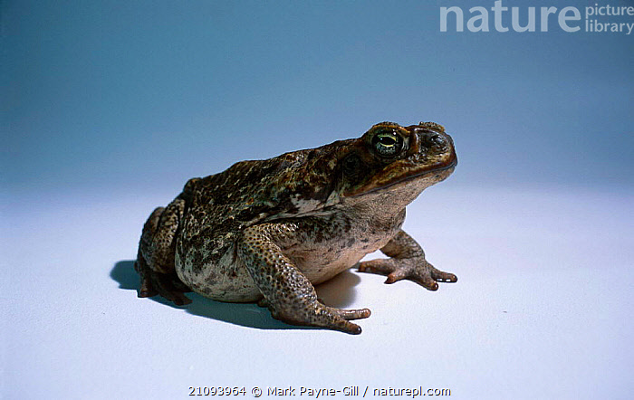 Stock photo of Giant toad portrait {Bufo marinus} C Queensland ...