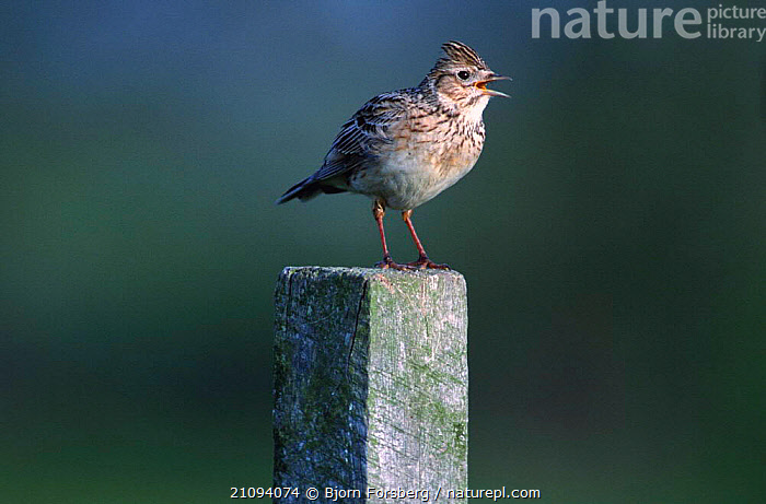 Stock photo of Skylark male singing on post {Alauda arvensis} Sweden ...